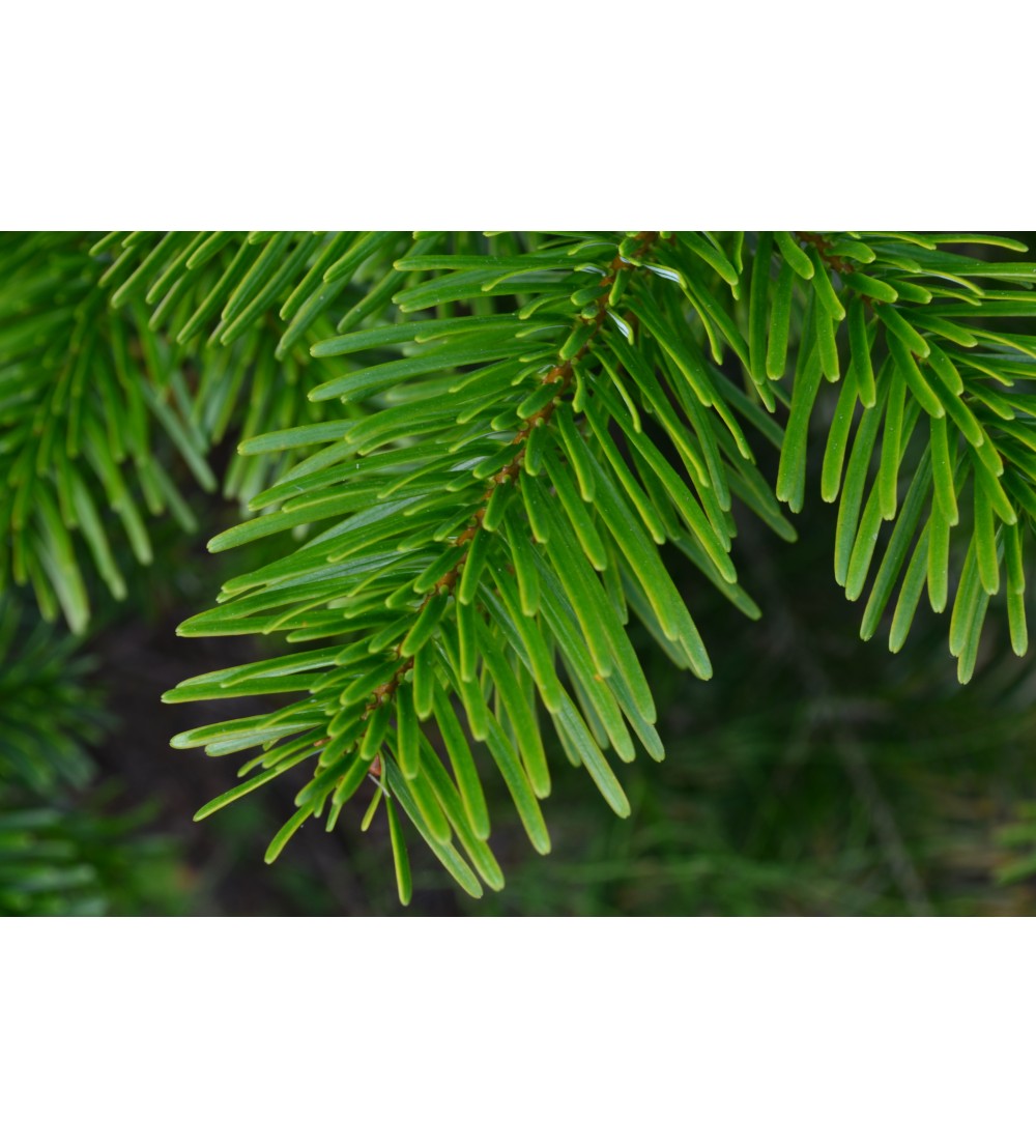 Brad cu radacina crescut in ghiveci nordmann 60 - 80 cm - Ebrazi