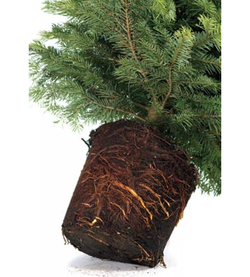 Brad cu Radacina Crescut in Ghiveci Nordmann 120-140 cm - Ebrazi